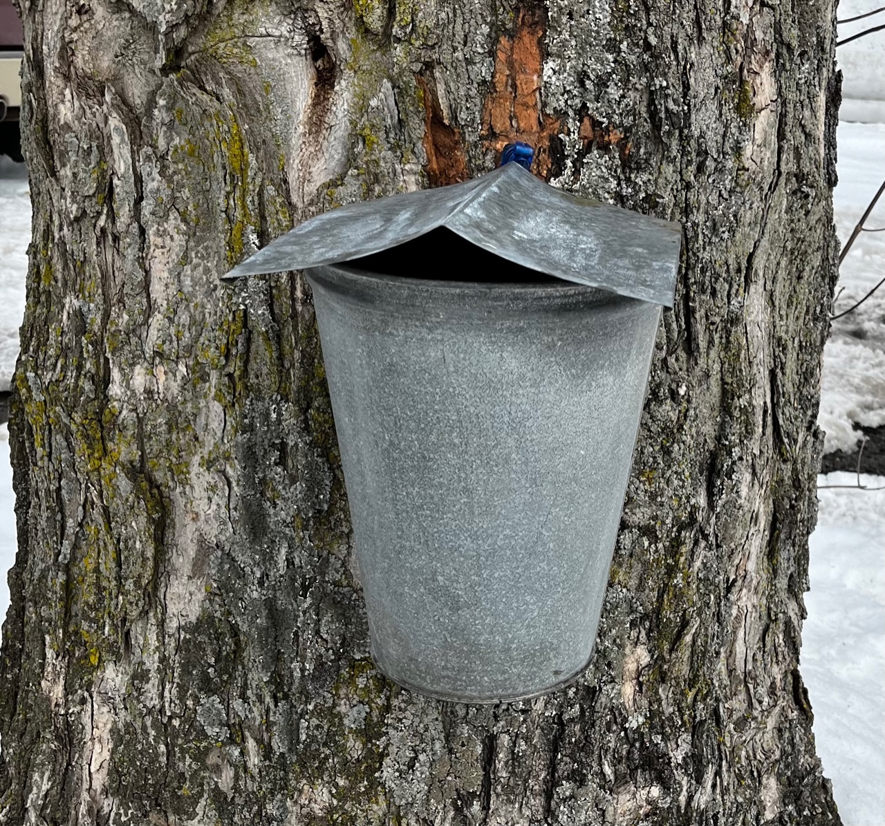 The return of Maple in the County | Quinte News